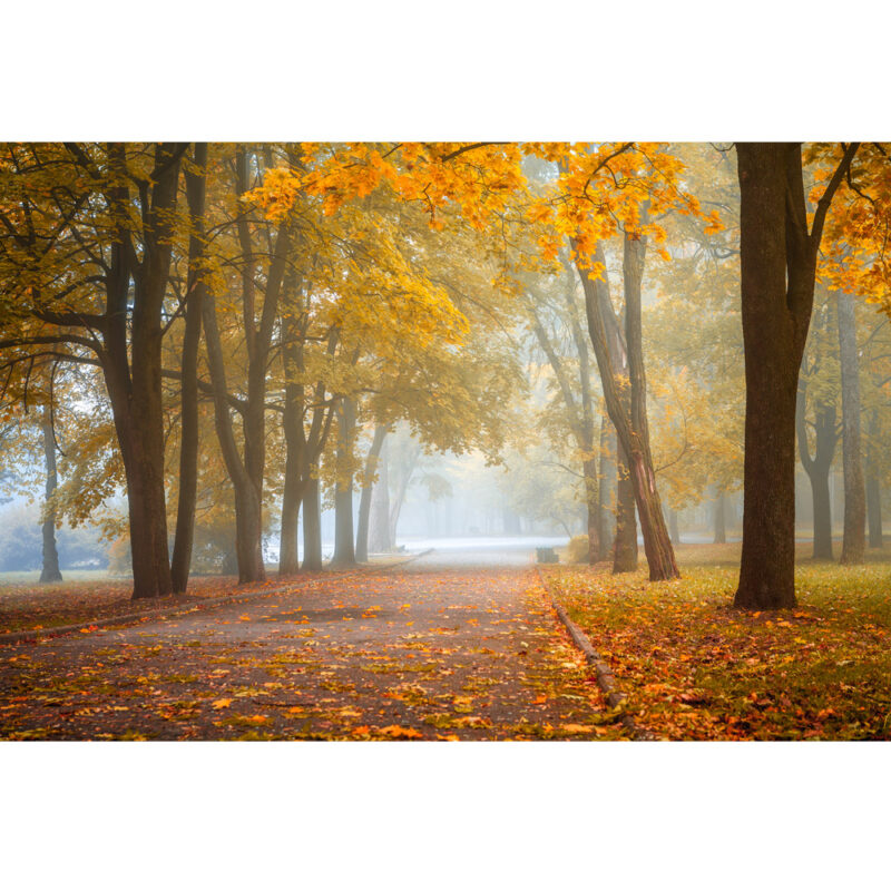 Beautiful Nature Creation, wallpaper in jalandhar, wallpaper shop in ...